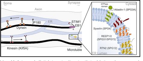 Figure 3 From Neuronal Endoplasmic Reticulum Architecture And Roles In