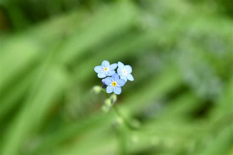 野に咲く小さな花 by happysmile ID9558450 写真共有サイト PHOTOHITO