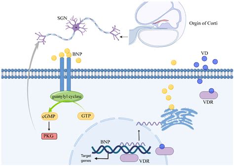 Cells Free Full Text Vdr Regulates Bnp Promoting Neurite Growth And