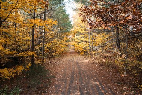 가을 가을 색 가을 풍경 가을의 갈색 잎 경치 경치가 좋은 계절 전환 계절의 변화 고요한 골든 아워 광야 나무 나무가 늘어선 길 나뭇잎 낙엽
