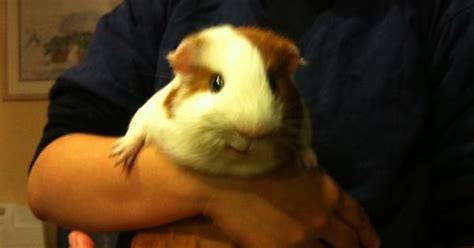 Happy Peanut Imgur