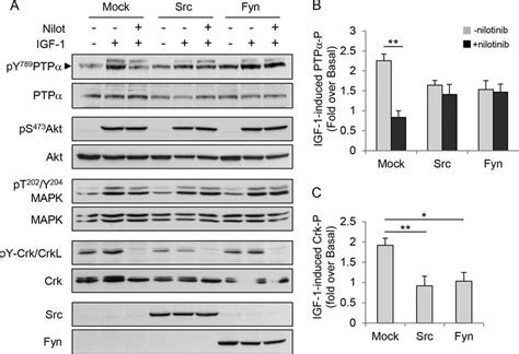 The Expression Of Src Or Fyn In Syf Cells Abolishes The Inhibitory