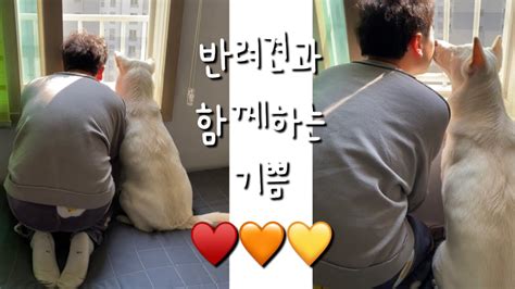 반려견과 함께하는 기쁨 뭐든 함께하면 더 즐겁잖아요 😆 Youtube