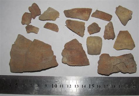 Tortoise Shell Fossil ID The Fossil Forum