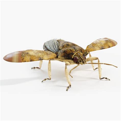 Stink Bug Static 3d 모델 Turbosquid 2071209