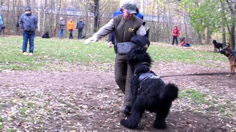 Занятия ОКД и ЗКС в Сокольниках 108 Youtube