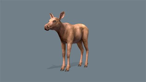 Moose Calf Buy Royalty Free 3d Model By Reddeer Billl90 F528168