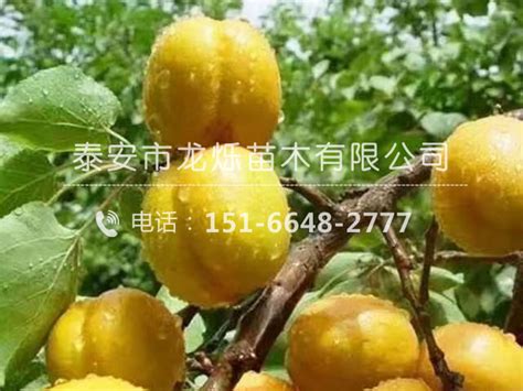 荷兰香蜜杏苗 泰安市龙烁苗木有限公司