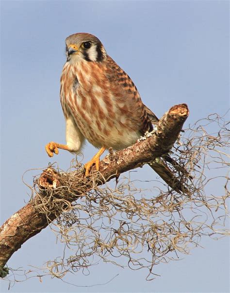 Kestrel On A Stick Photograph By Ira Runyan Pixels