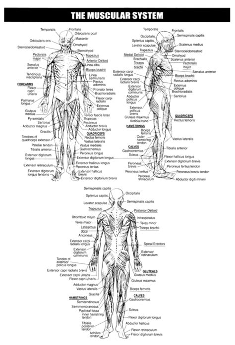 Easy Worksheets On The Muscular System