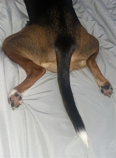 Almost A Full Sploot Rsploot