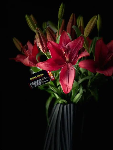 Katalog Alpha Lily Farm