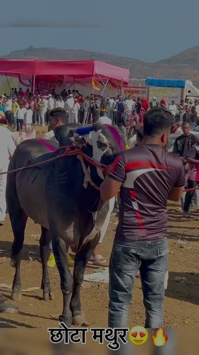 💥गुड्डू शेठ पटेल तळोजा यांचा हुकमी एक्का👑छोटा मथुर🔥 🏻मथुर शर्यतशौकीन