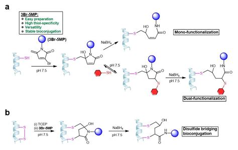 A New Strategy For Cysteine Specific Protein Multi Functional