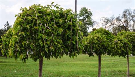 32 Best Mulberry Tree Varieties Explore The Diversity