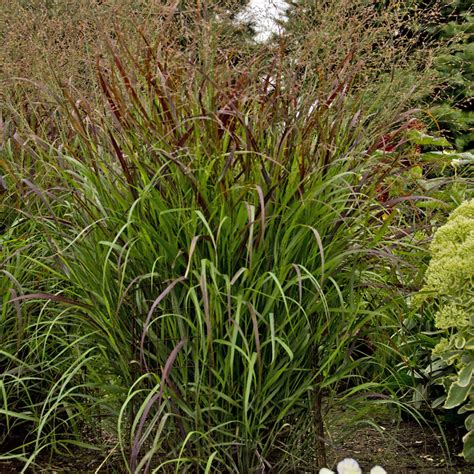 Panicum Prairie Winds Cheyenne Sky Buy Switch Grass Perennials Online