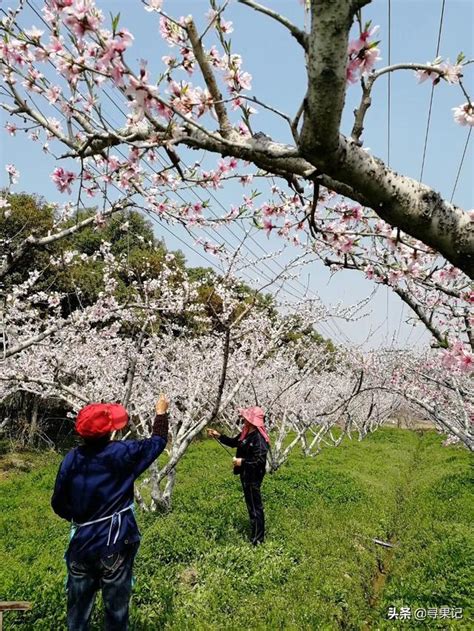 果園抗旱給果農提供這幾個思路總有一個適合你 每日頭條