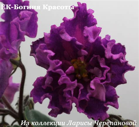 Фиалка ЕК-Богиня Красоты