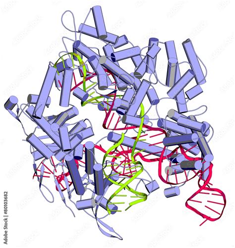 Crispr Cas9 Gene Editing Complex From Streptococcus Pyogenes Stock Illustration Adobe Stock