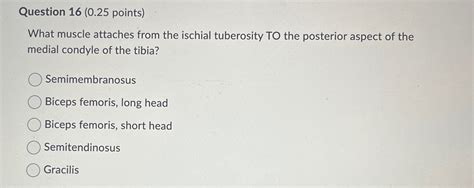 Solved Question 16 0 25 Points What Muscle Attaches From Chegg