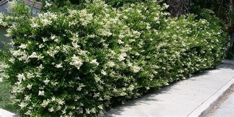 Ligustrum Recurvifolium Privet For Sale Online Sloped Garden