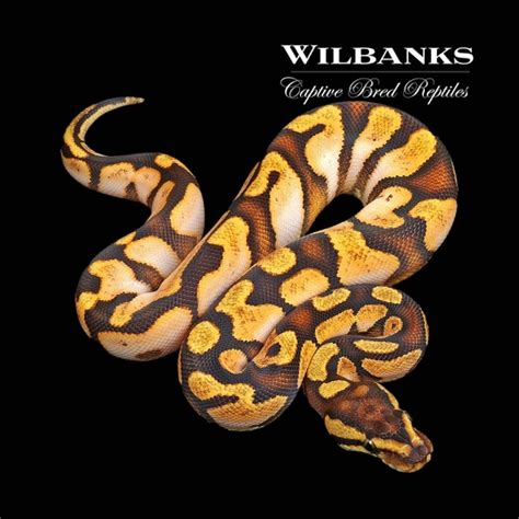 Enchi Sugar Ball Python By Wilbanks Captive Bred Reptiles