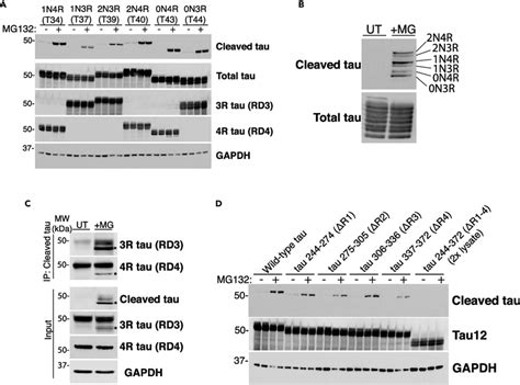 Tau Cleavage Is Not Dependent On Tau Isoform Or Individual Mtbr Repeat