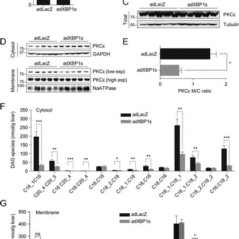 Xbp1s Reduces Hepatic Diacylglycerol Content And Pkc Activity C57bl6j
