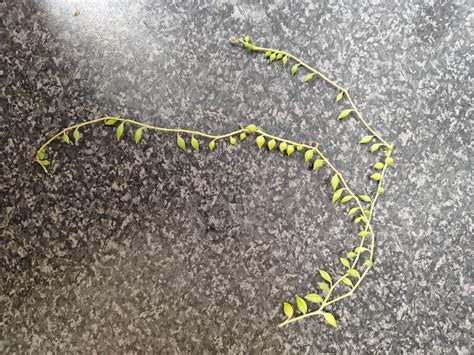 Cant Get This Cutting To Root Identification R Succulents