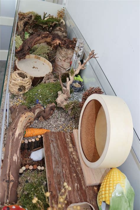 Hamster Tank Hamster Life Hamster Habitat Hamster House Hamster