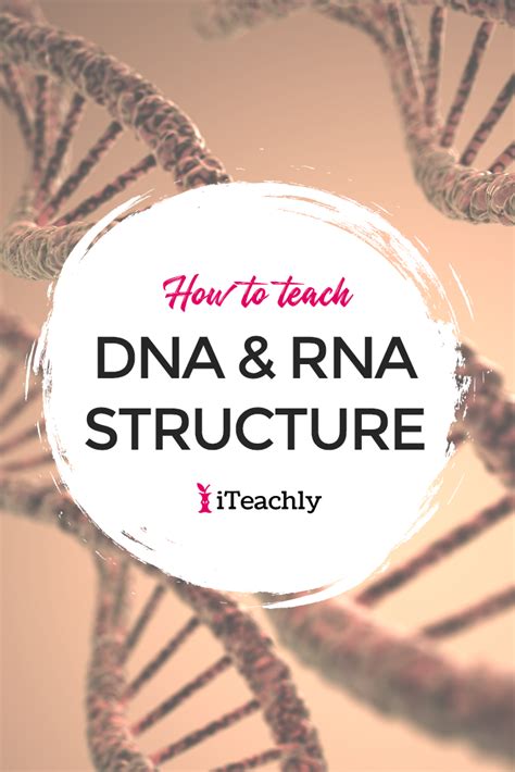Modeling DNA And RNA Structure With Gummy Bears ITeachly Com Biology Lessons Biology Lesson