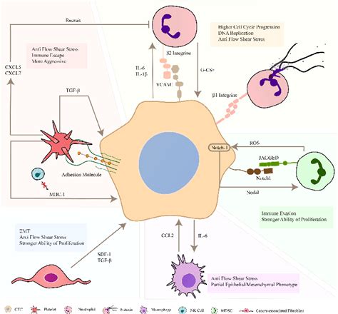 Figure 3 From A Narrative Review Of Circulating Tumor Cells Clusters A