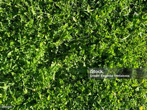 화창한 날에는 클로버 잎이 많은 밝은 녹색 잔디밭 위에서 아래로보기 세 잎 클로버 부드러운 질감 배경 아일랜드의 상징 봄과 여름의 자연 성 패트릭의 날 St Patrick