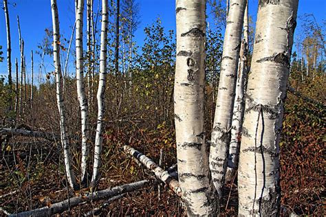 Summer Grass Field Environment Front Vector Field Environment Front