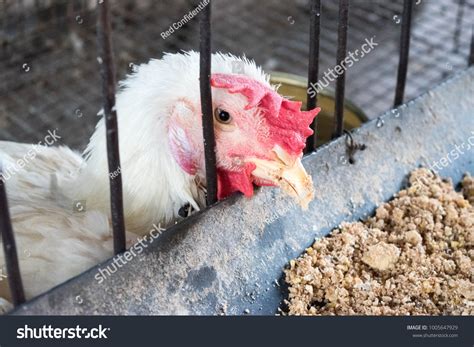 Sick White Hen Battery Cage Poultry Either Illness Coccidiosis Royalty
