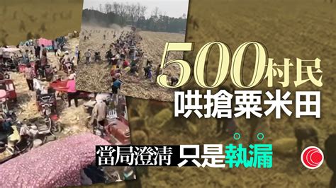 河南500村民哄搶粟米田 當局澄清只是執漏 網民不是搶為何要報警 有線寬頻 i CABLE