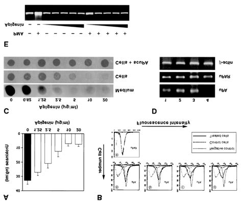 Effects Of Apigenin On Urokinase Plasminogen Activator U Pa And U Pa