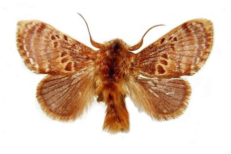 Limacodidae Australian Moths Online