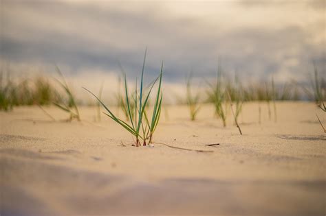 Marram Grass On Behance
