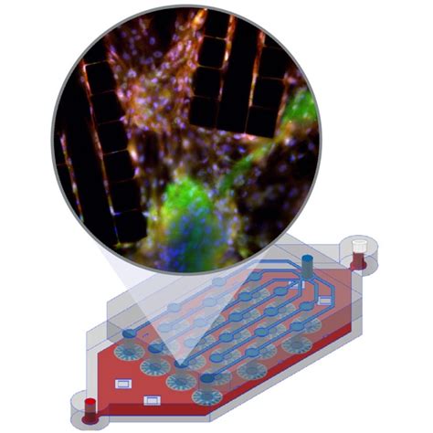 An In Vivo Mimetic Liver Lobule Chip Lloc For Stem Cell Maturation