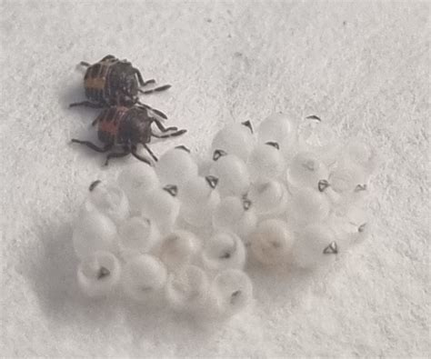 Whats This Tiny Bug They Appeared In My Kithcen Rwhatsthisbug