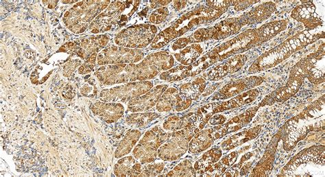 Cox16 Antibody 19425 1 Ap Proteintech