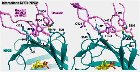 Lipides Stéroïdes Et Stérols Cholestérol Sortie Lysosomale