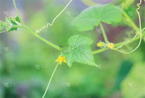 小黄瓜的照片。温室黄瓜子房和叶片。在模糊的背景上种植黄瓜。macrophoto。