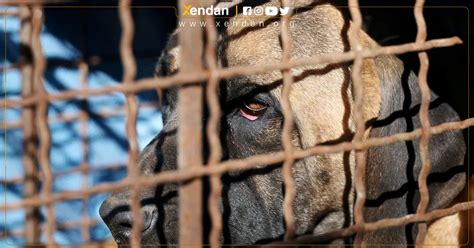 کۆریای باشور خواردنی گۆشتی سەگ قەدەغە دەکات