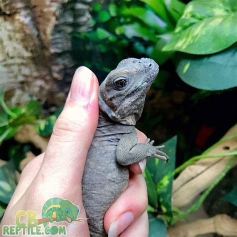 Rhino Iguana Care Sheet Rhinoceros Iguana Care Guide Habitat Lighting