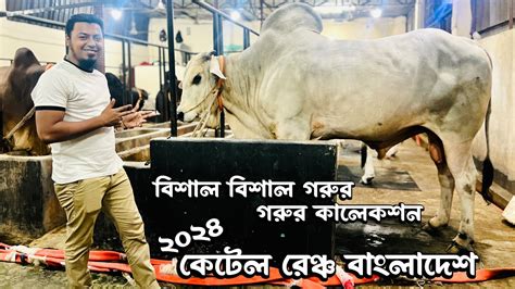 বিশাল বড় সিব্বি হাসা সিব্বি কালো লাল শাহিওয়াল ও হাসা গরু কেটেল
