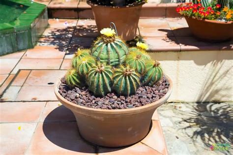 11 Adorable Small Cactus Types For Your Desk Succulent Thrive