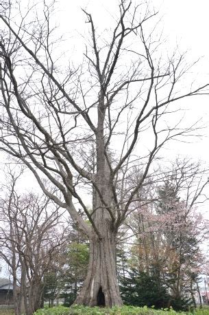 京極開拓記念樹ハルニレ 巨樹樹の国日本