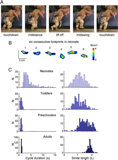 General Gait Parameters And Kinematic Patterns A Illustration Of A